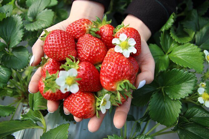 Taean Tulip Festival & Strawberry Picking Day Tour from Seoul - The Strawberry Farm Experience