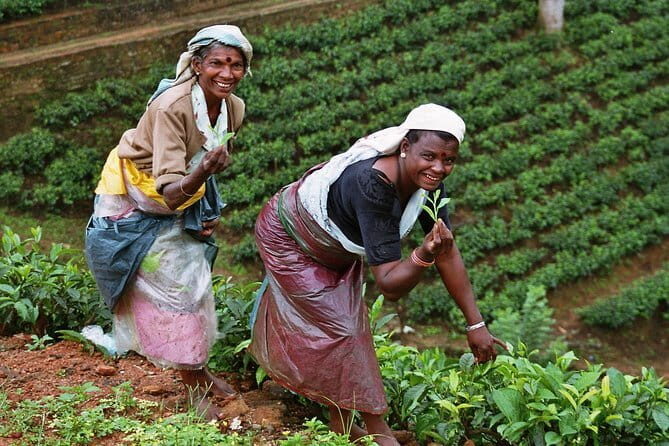 Tea Factory Tour at Galle (Pitigala) - An In-Depth Look at the Tour
