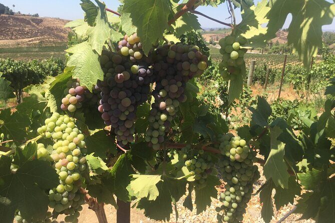 Temecula Wine Tasting PRIVATE Tour - The Experience’s Strengths and Considerations