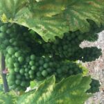 Temecula Wine Tasting Tour - Why Choose This Tour?