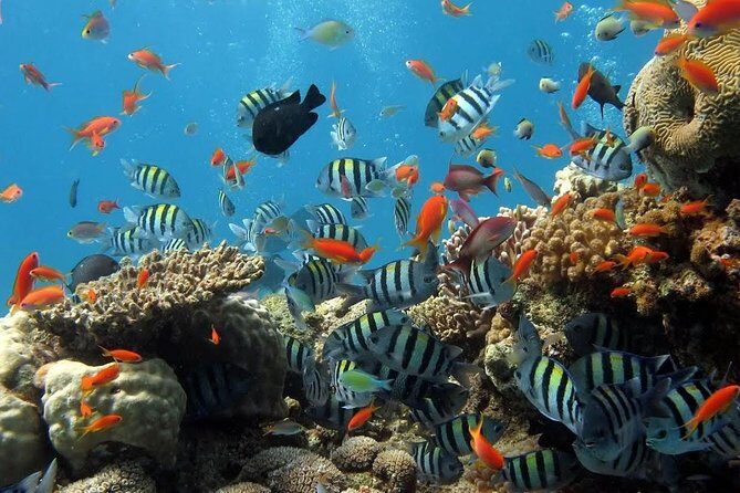 The Best 2-point Snorkeling in Padangbai: Blue lagoon and Tanjung jepun - What to Expect from the Tour