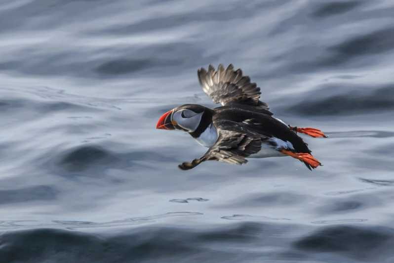 The Bird Safari Tour - The Boat Excursion to Gjesværstappan