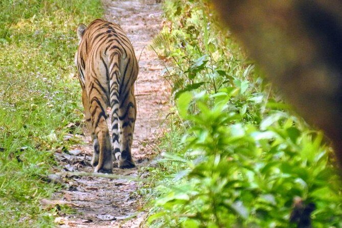 The jungle adventure - The Itinerary in Detail