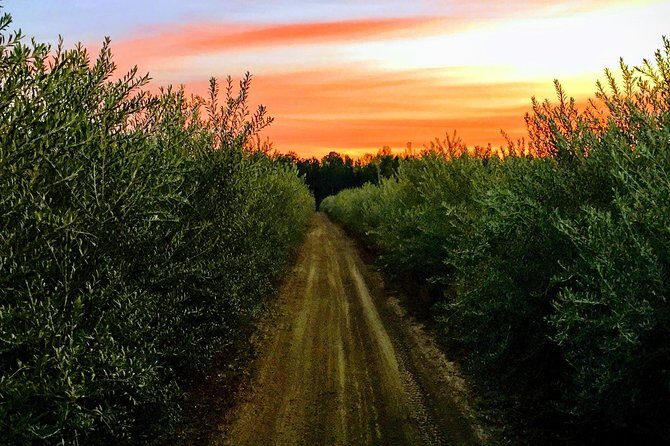The Olive Grove Tour - Who Should Consider This Tour?