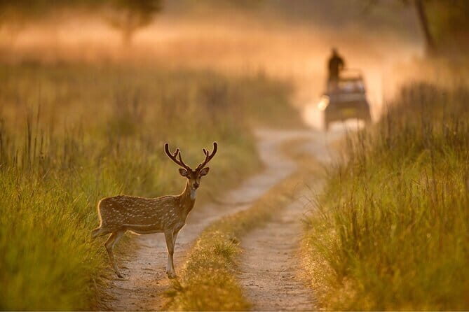 Thrilling Jeep Safari in Jim Corbett National Park with Guide - Value and Price Considerations