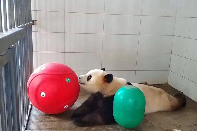 Ticket reservation for Chengdu Giant Panda Breeding Base - The Experience in Detail