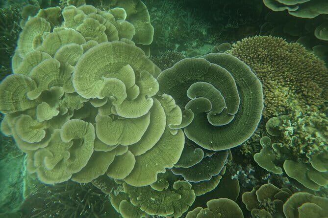 Tioman Coral Island Snorkeling & Island Hopping Tour - FAQ