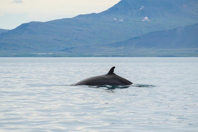 Top-Rated Snorkeling in Silfra & Whale Watching | Self-Drive from Reykjavik - What Past Participants Say