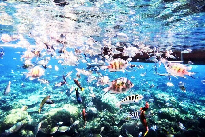 Tours_Singapore_Private Tour Batam Island Reef Snorkel And Kayak Day Trip From Singapore_D60449 38917P7 Review - Evaluating the Value