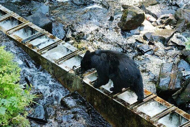 Traitors Cove Bear Viewing in Ketchikan, Alaska - An In-Depth Look at the Experience