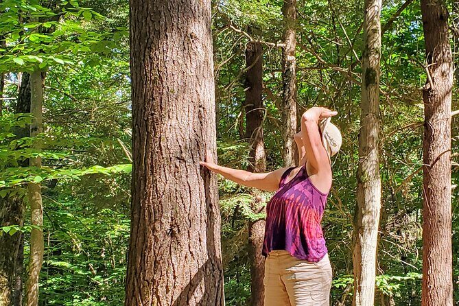Transformative Forest Escape: A Mindful Journey for Inner Calm - The Experience Itself: What You Can Expect
