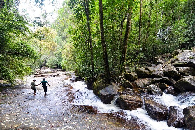 Trekking in Sinharaja Rainforest - The Itinerary Breakdown: What to Expect