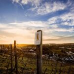 Trier: Discovery tour - Germany's oldest wine cellar - Exploring the Oldest Wine Cellar in Germany