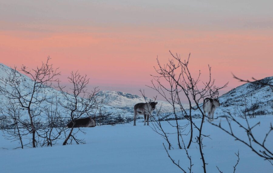Tromso: Fjord Arctic Adventure Expedition - Who Will Love This Tour?