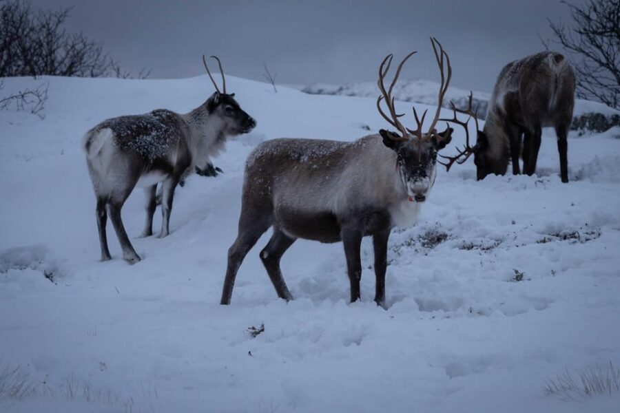 Tromsø: Fjords & Beaches Tour with campfire and photos - A Real Arctic Experience