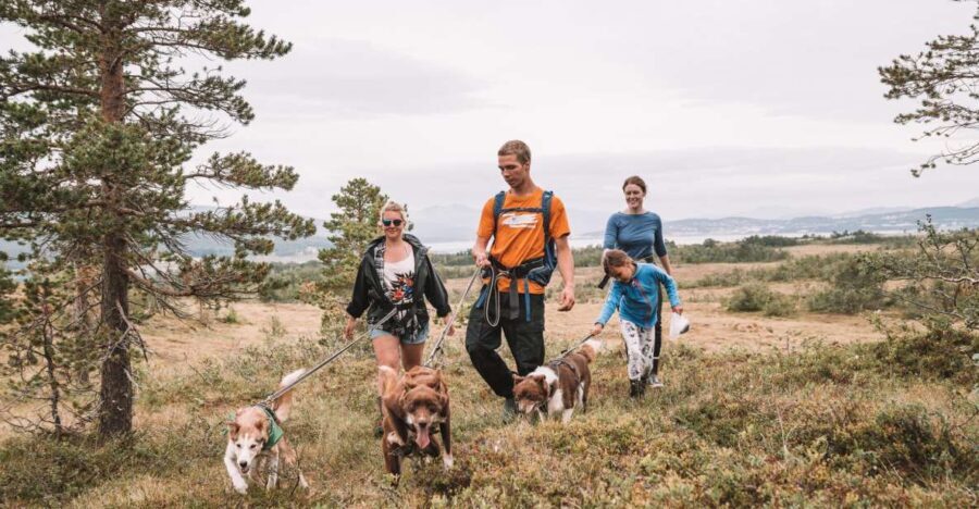 Tromsø: Husky Hike and Puppy Visit with Traditional Lunch - Why This Tour Works Well