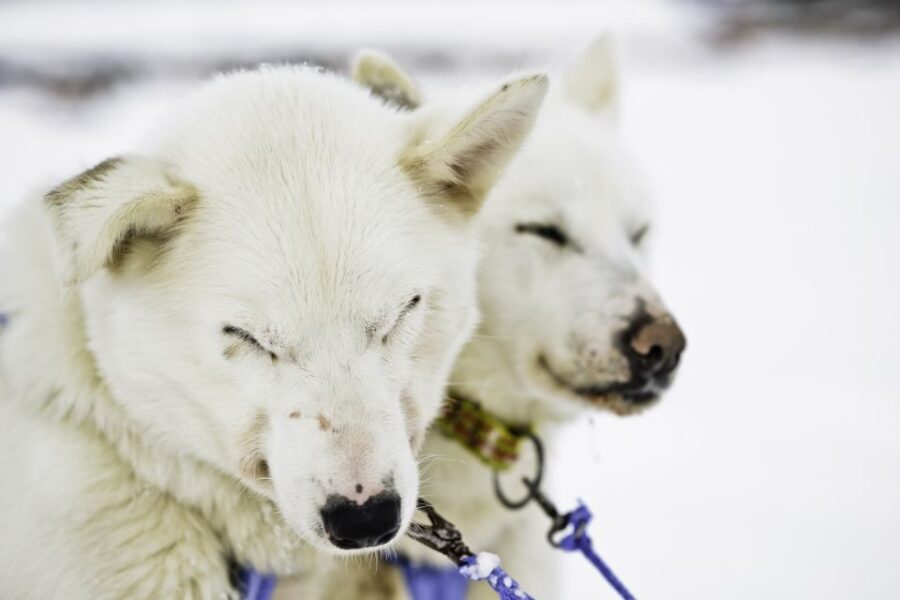 Tromsø: Husky Sled Self-Drive with Traditional Lunch - The Itinerary and What to Expect