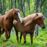 Tromsø: Lyngen Horse Summer Evening Riding Experience - Key Points