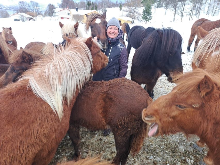 Tromsø: Lyngen Horse Winter Riding Experience - What Makes This Tour Special?