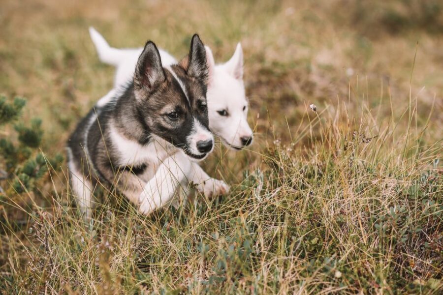 Tromsø: Puppy Training at the Husky Kennel with Lunch - The Value and Why It Works