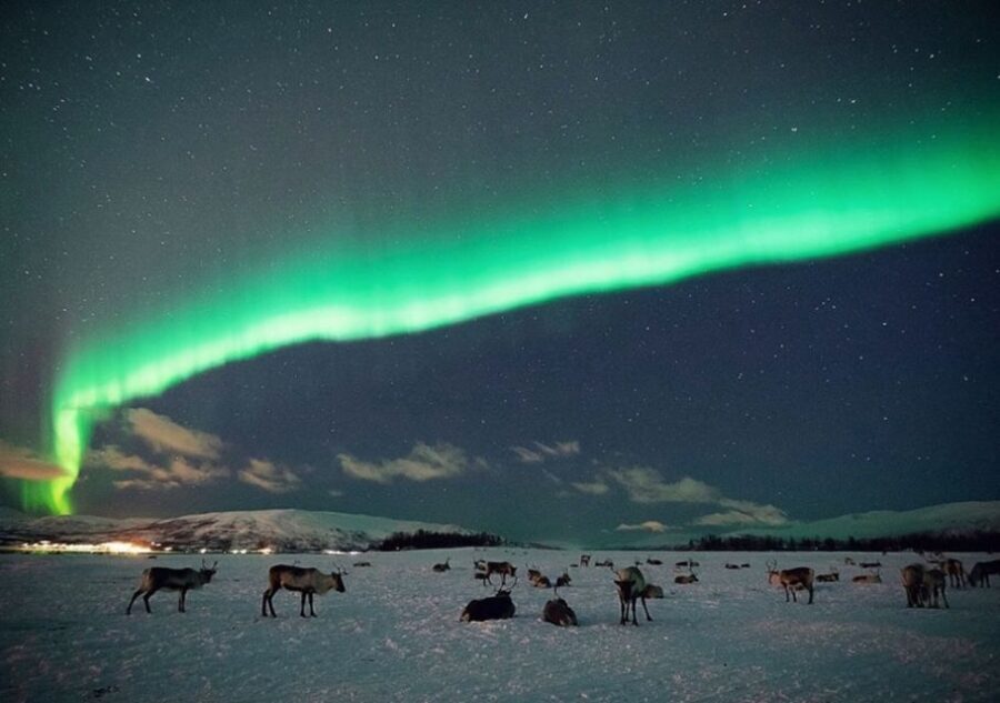 Tromsø: Reindeer Feeding with Chance of Northern Lights - The Value and Practical Aspects