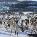 Tromsø: Reindeer Ranch and Sami Cultural Tour with Lunch - Why This Tour Works Well