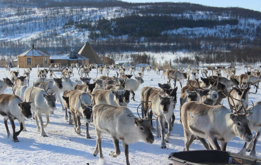 Tromsø: Reindeer Ranch and Sami Cultural Tour with Lunch - Why This Tour Works Well