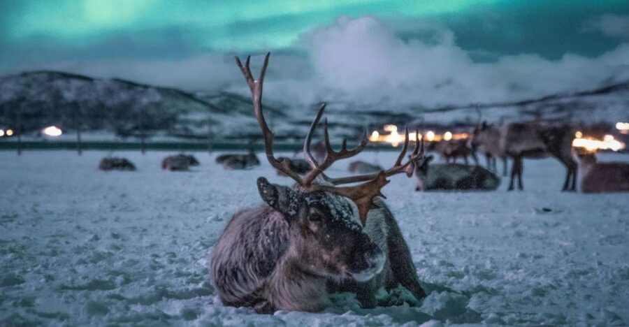 Tromsø: Reindeer Sled, Dinner, and Northern Lights Day Trip - Whats Included and Whats Not