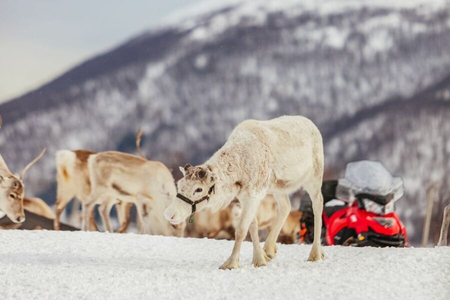 Tromsø: Reindeer Sledding & Feeding with a Sami Guide - Exploring the Experience in Detail