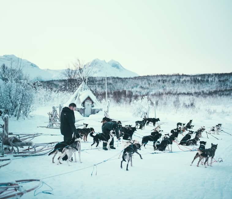 Tromsø: Self-Drive Husky Dog Sledding Adventure - Practical Tips for Your Trip