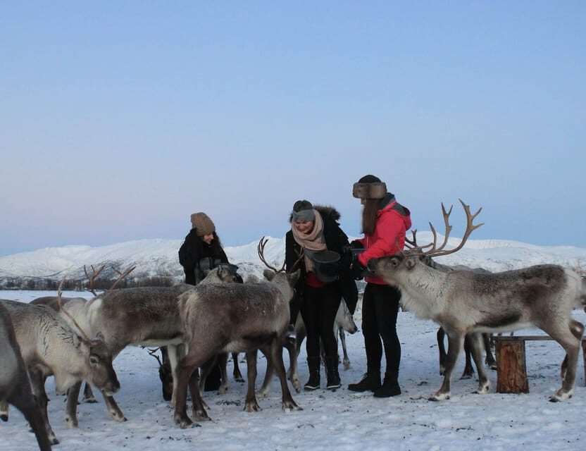 Tromsø: Snowshoeing with Reindeer - The Value of Guided Expertise and Group Atmosphere