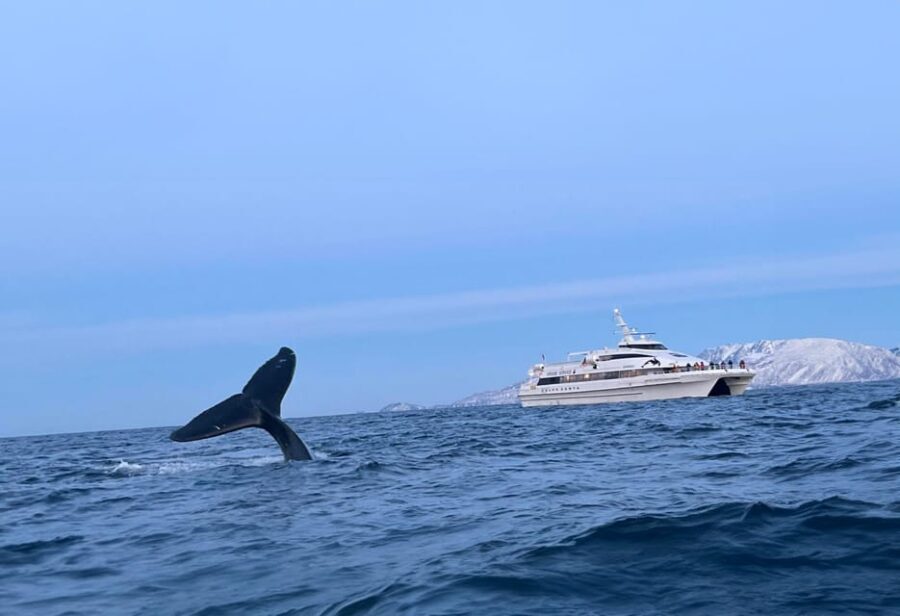Tromsø Whale Safari with MS Gabriele - Who Will Love This Tour?