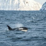 Tromsø: Whale Watching Tour by Hybrid-Electric Boat - Why This Tour Stands Out