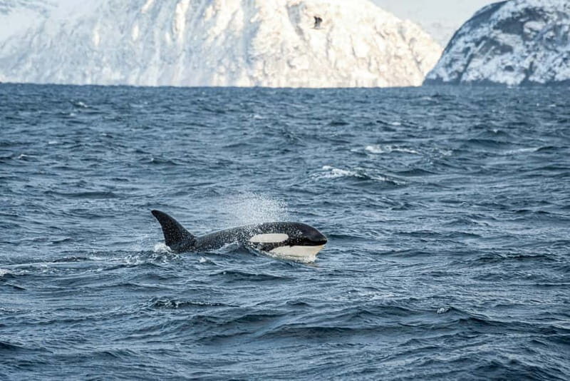 Tromsø: Whale Watching Tour by Hybrid-Electric Boat - Why This Tour Stands Out