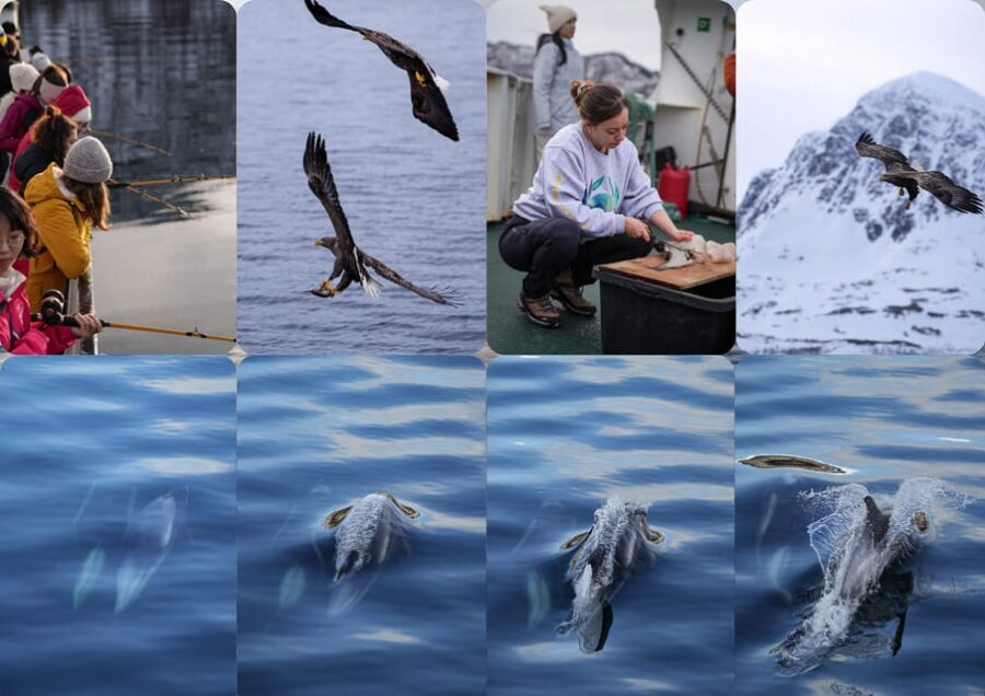 Tromsøs Top-Rated Fjord & Fishing Cruise  All-Inclusive - The Itinerary: What Makes Each Stop Special