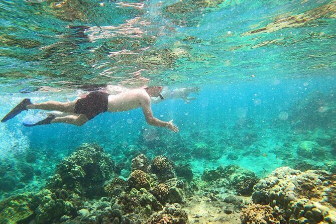 Tropical Reef & Wildlife Boat Snorkel Adventure - Insights from Reviews: The Good and the Not-So-Good