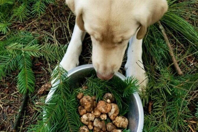 Truffle Forage and Feast - Key Points