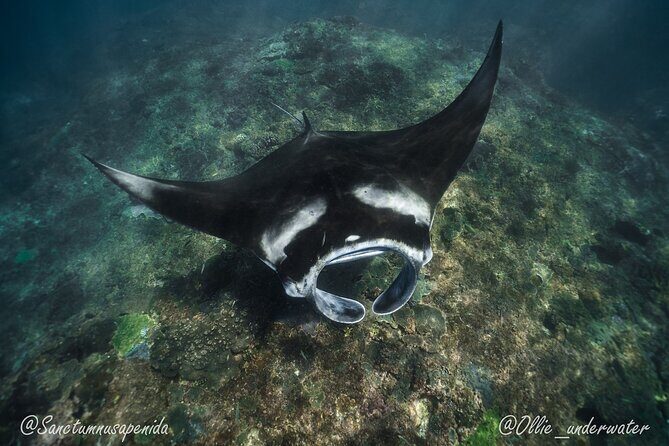 Try Scuba Diving for Beginners with manta rays (Non - Certified) - Final Thoughts