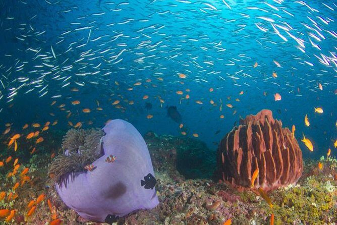 Try Scuba Diving In Havlock - The Itinerary, Step by Step