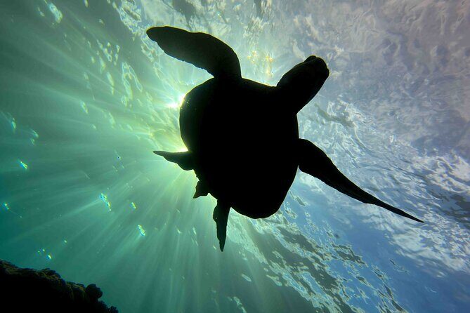 Try Scuba Diving in Kauai: No Experience Needed - The Dive Itinerary in Detail