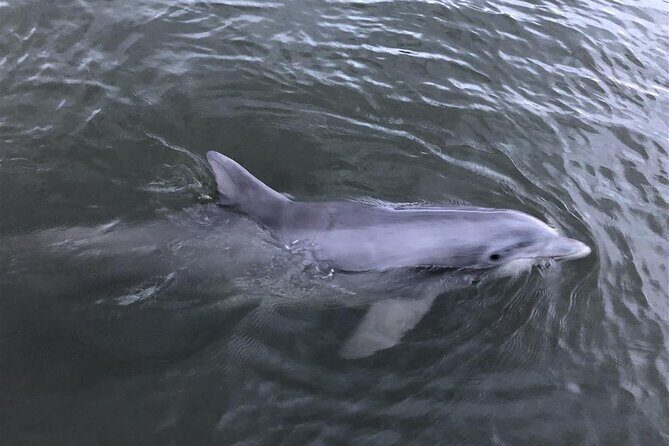 Tubing and Dolphins with Up to 12 Guests - An In-Depth Look at the Experience