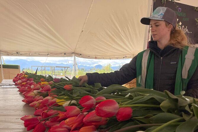 Tulip Valley Farms U Pick Experience - Is It Worth the Price?