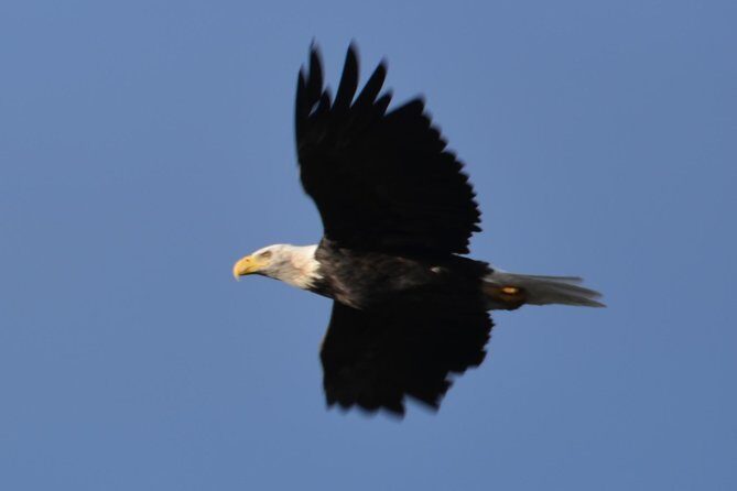 Turnagain Arm and Portage Valley Private Tour - Practical Details and Tips