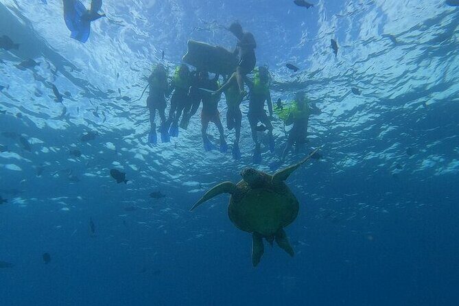 Turtle Snorkeling and Dole Plantation Guided Tour In Oahu - Practical Considerations