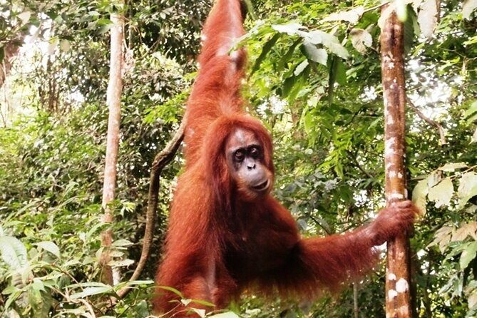 Two-Day Jungle Trekking For School, Private - Authentic Insights From Reviews & Experience
