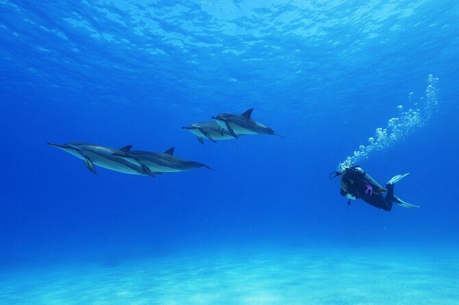Two Tank Morning Reef Dive and Snorkel - The Experience in Context