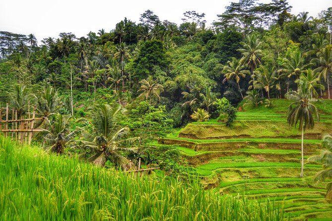 Ubud Full Day Tour - Costumeize Your Own Trip - Why This Tour Stands Out