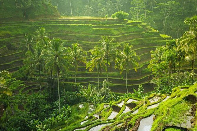 Ubud Instagram Spots Tour - One Day Private Trip - Transport, Timing, and Logistics