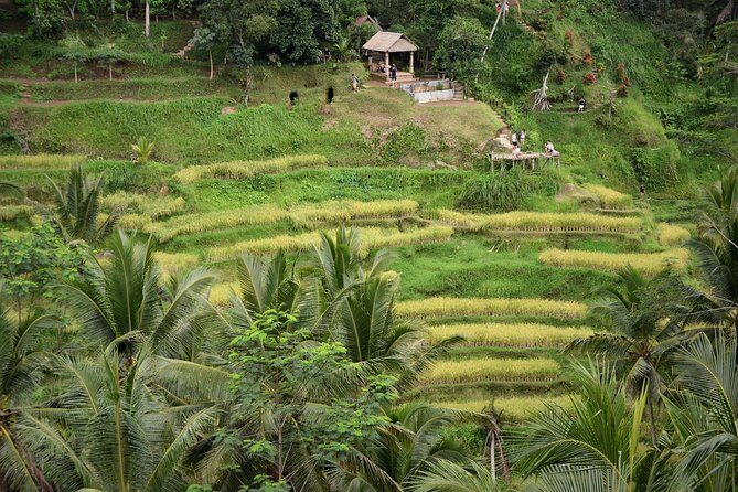 Ubud Village, with Rice Terrace And Waterfall Visit - Who Should Book This Tour?