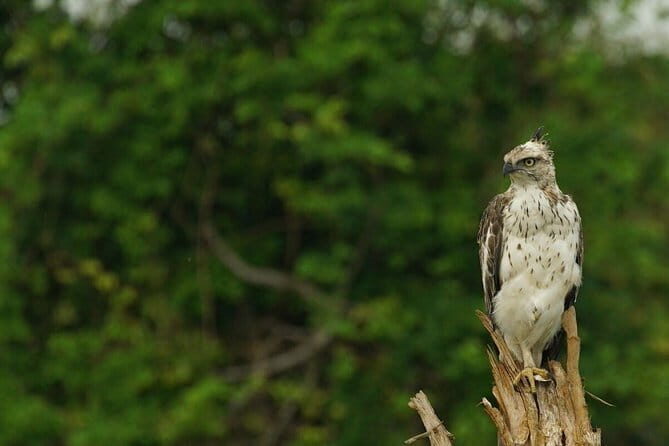 Udawalawa National Park Safari Tour From Ella - Final Thoughts